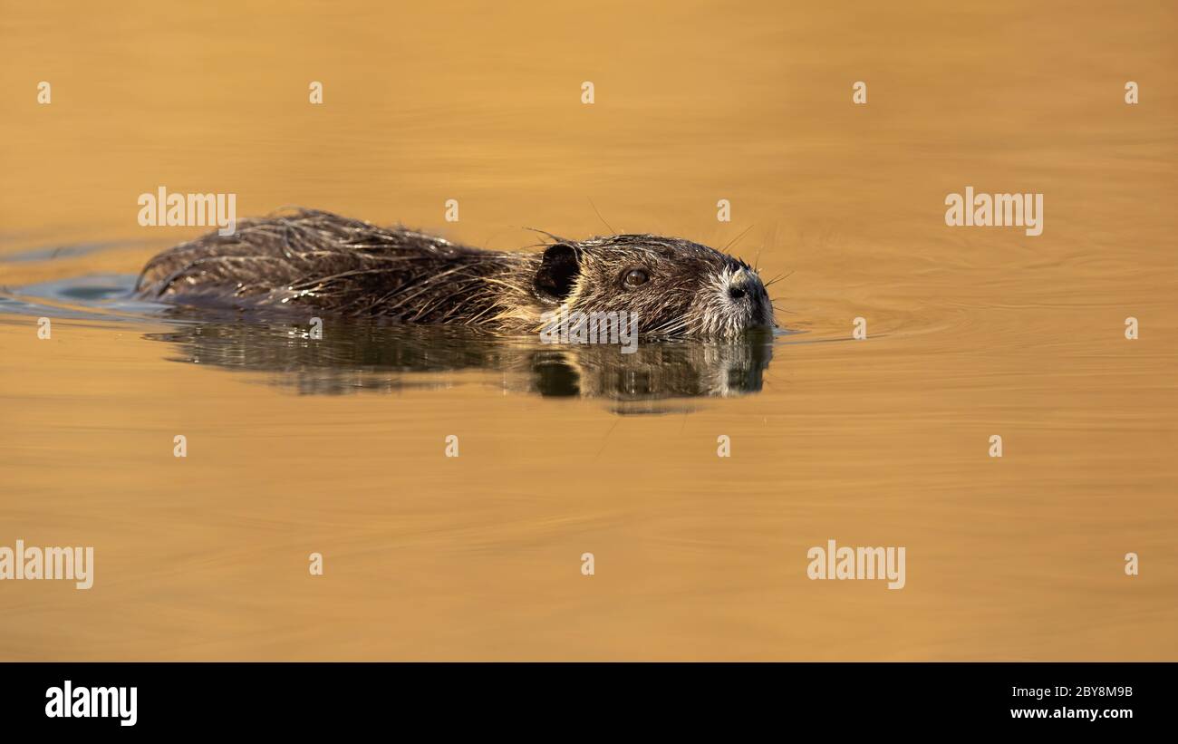 Nutria swimming in water with head just above surface in nature Stock ...