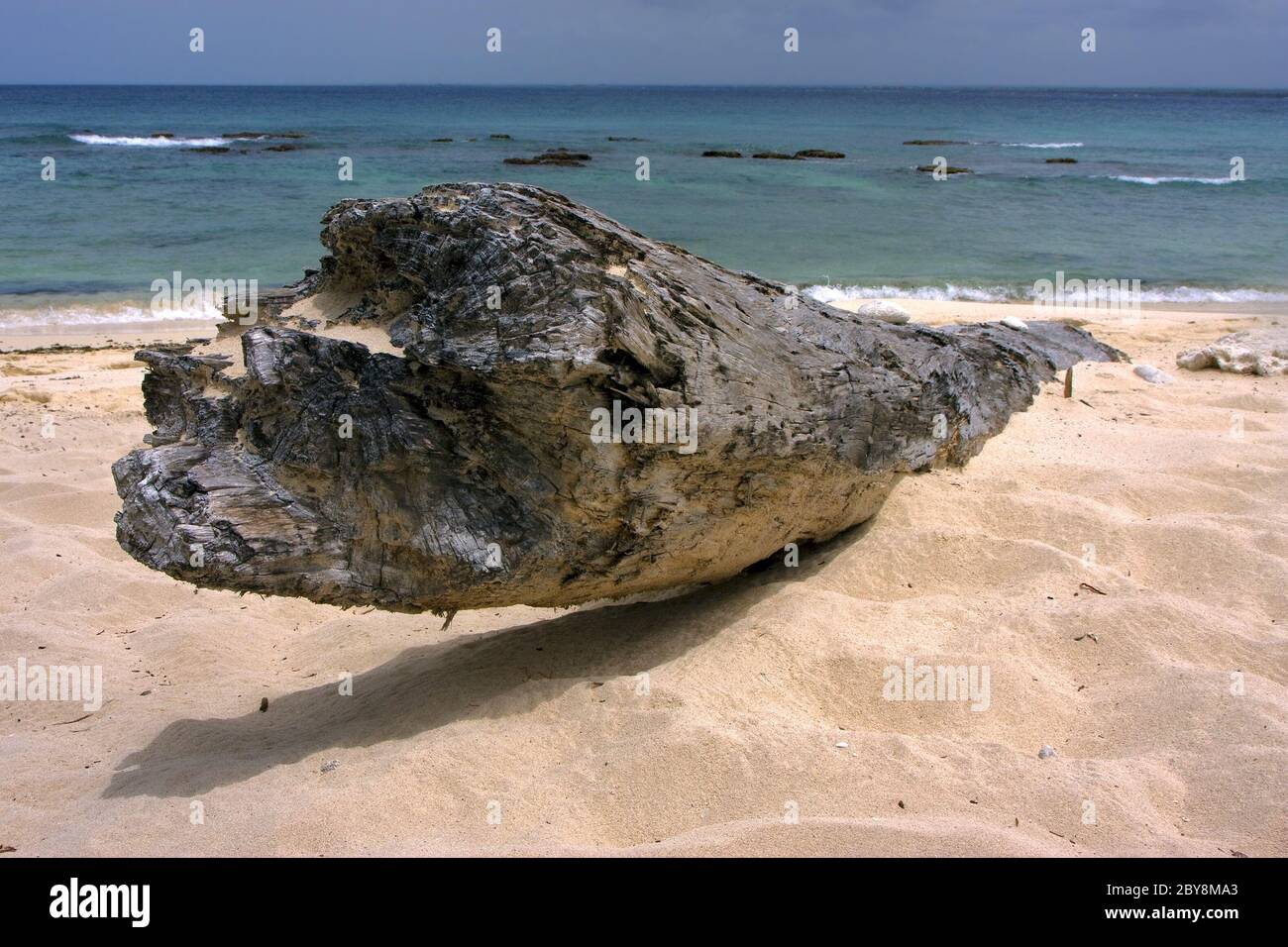 beach rock stone and tree in republica dominicana Stock Photo - Alamy