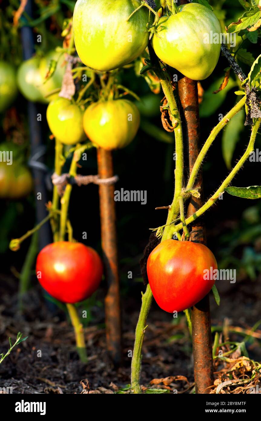 Bush tomatoes hi-res stock photography and images - Alamy