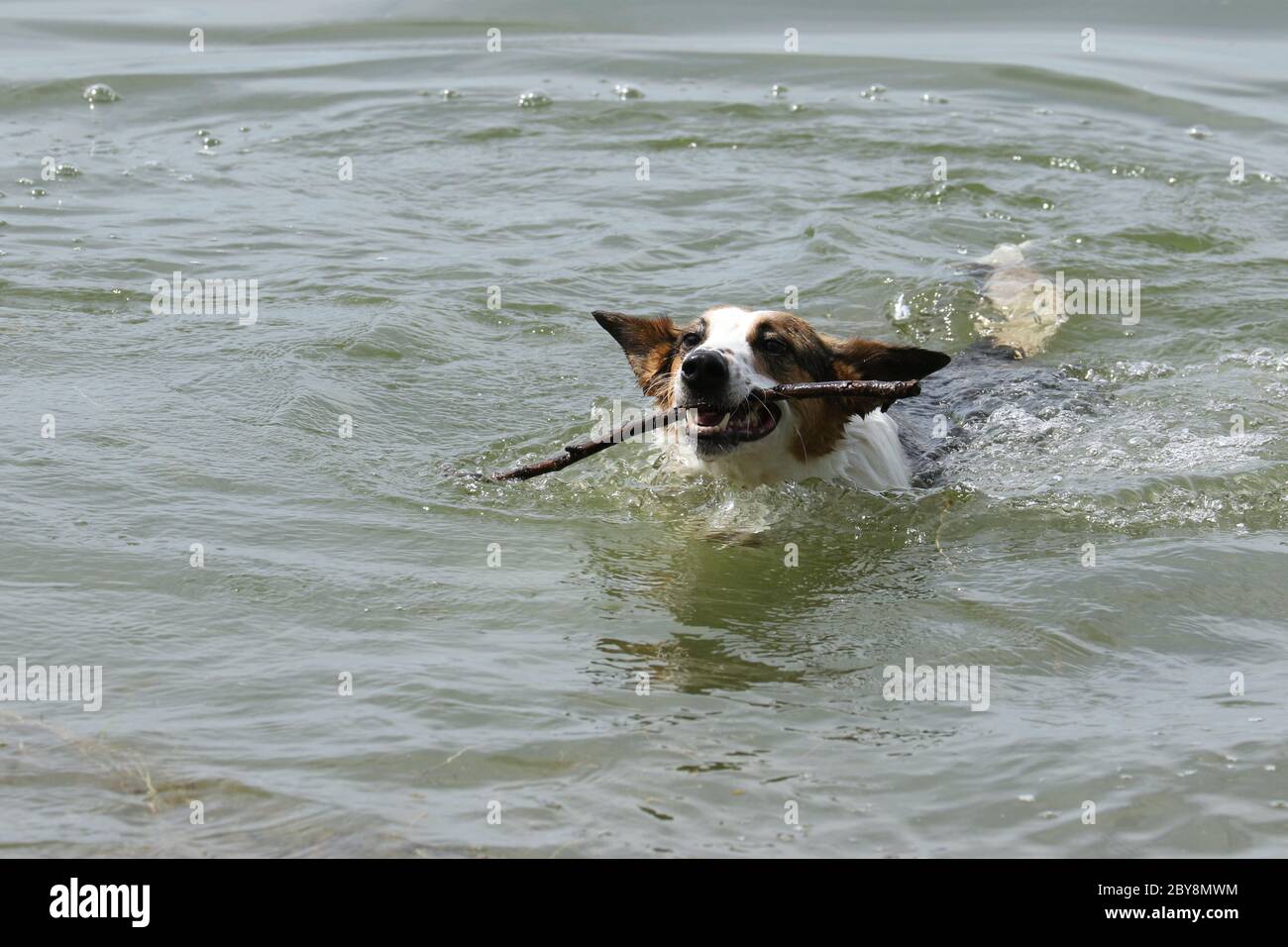 Dog returns to shore with stick Stock Photo - Alamy Dog returns to shore with stick Stock Photo - Alamy