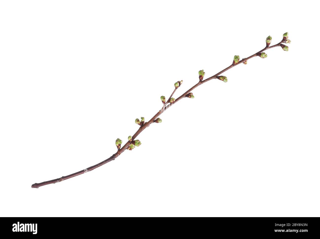 Budding tree branch Cut Out Stock Images & Pictures - Alamy