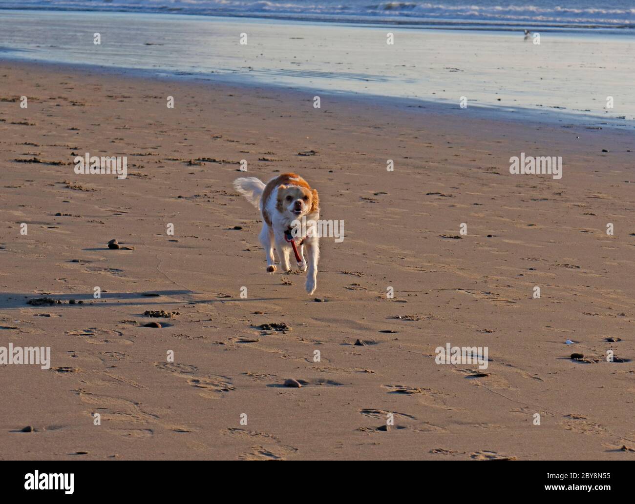 Happy family sunset running little hi-res stock photography and images ...