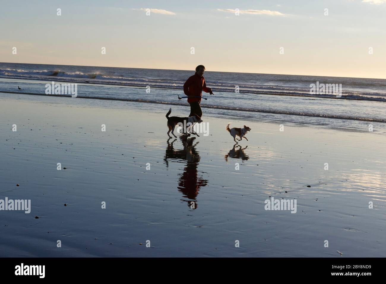 Dogs run with owner along beach at sunset Stock Photo - Alamy