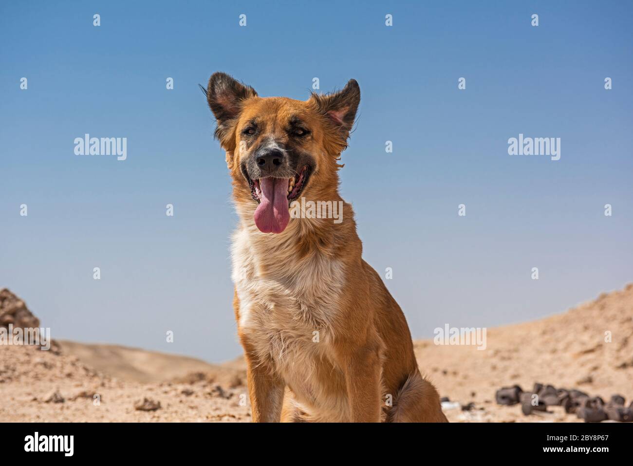 Stray wild desert dog sat panting in remote hot arid landscape against ...