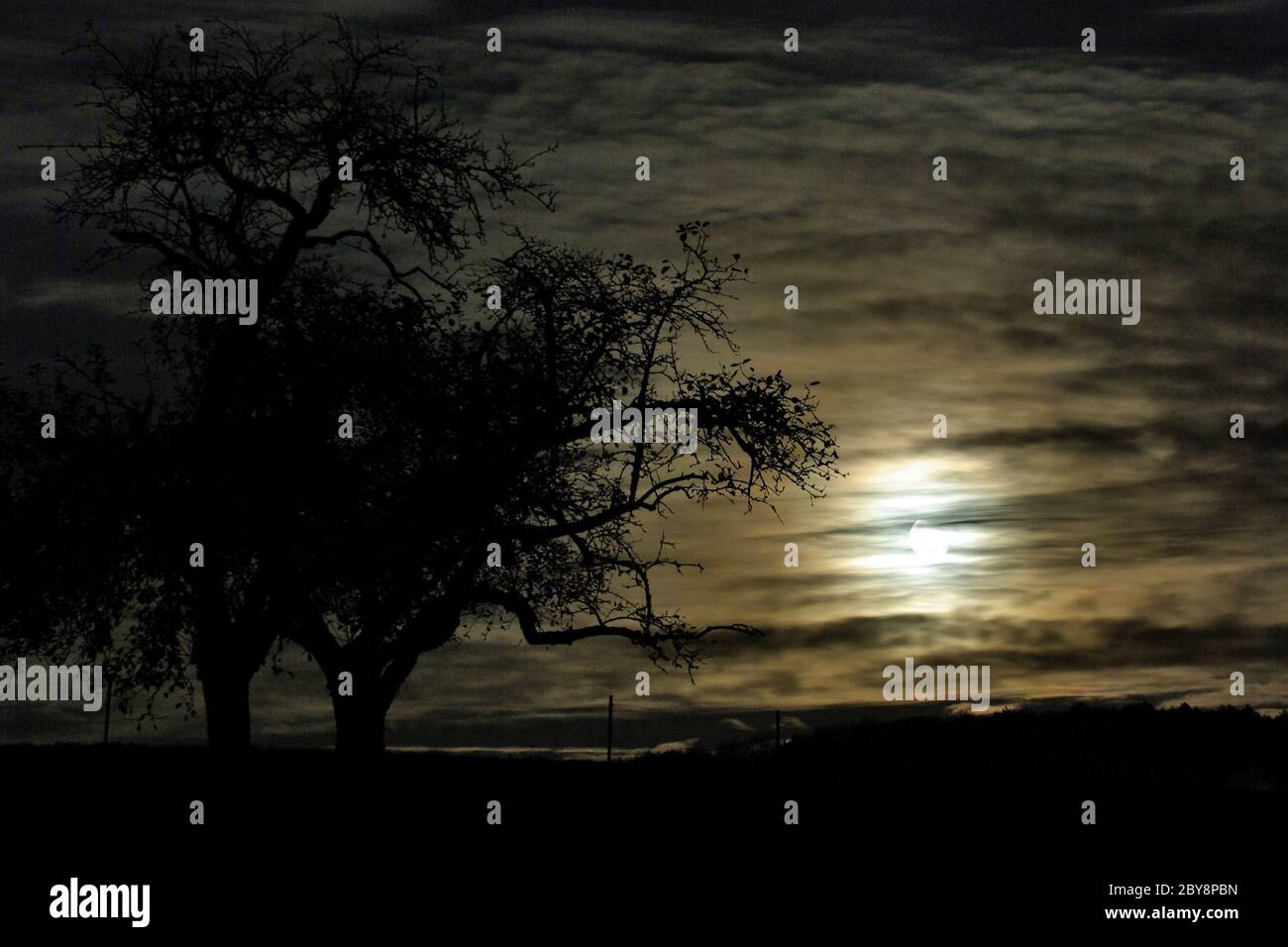 Group of Trees in the Moonlight Stock Photo - Alamy