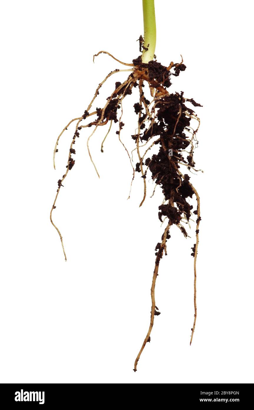 Pea plant roots hi-res stock photography and images - Alamy