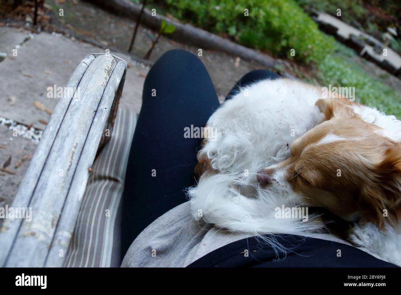 Dog naps in owner's lap Stock Photo - Alamy