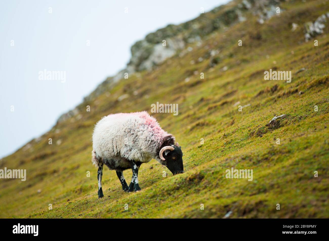 Four sheep ireland hi-res stock photography and images - Alamy