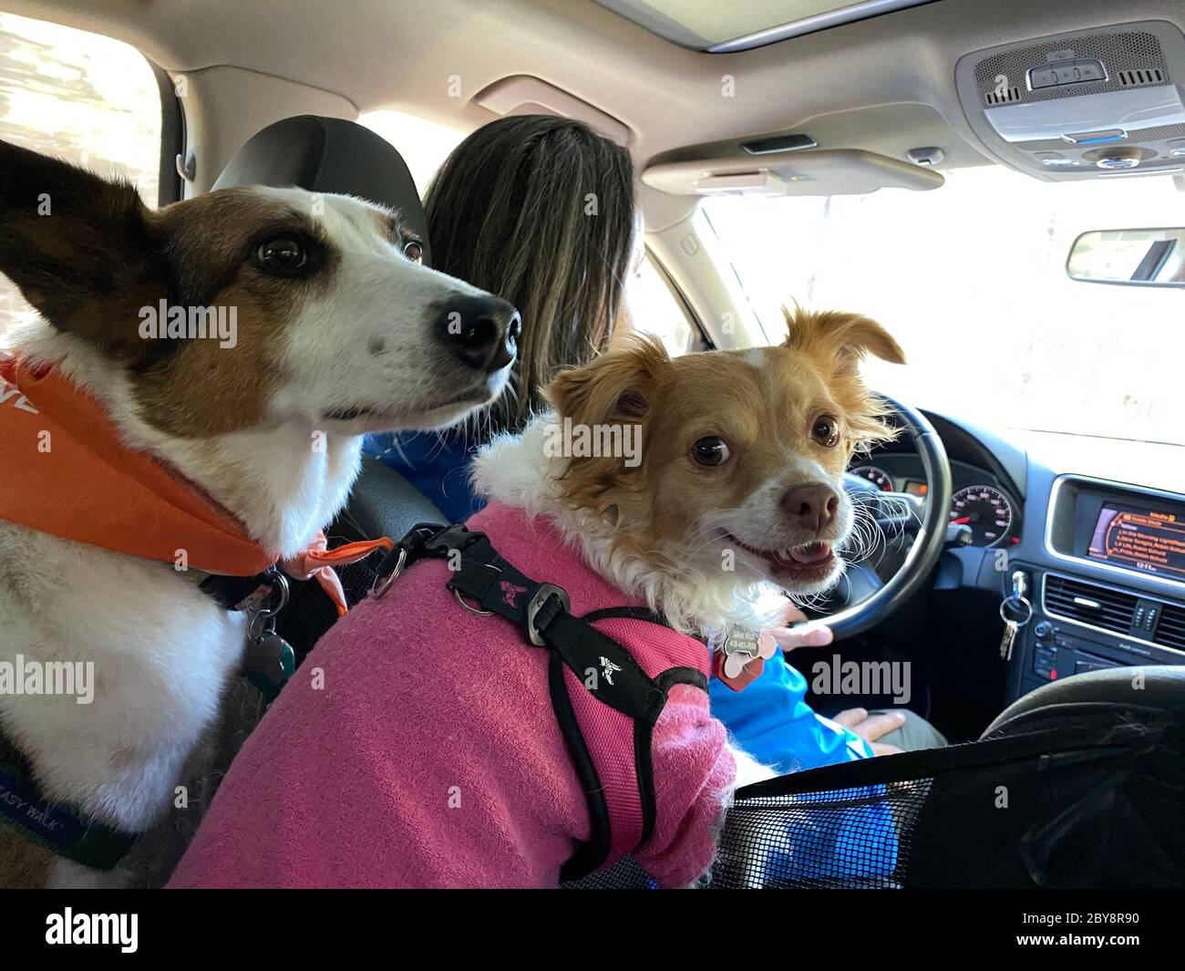 Dogs - (car) riding in style Stock Photo - Alamy