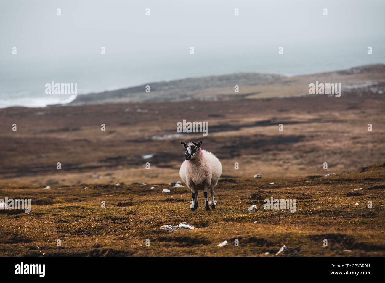 Ram Sheep staring, Inishbofin Island, County Galway, Ireland Stock ...