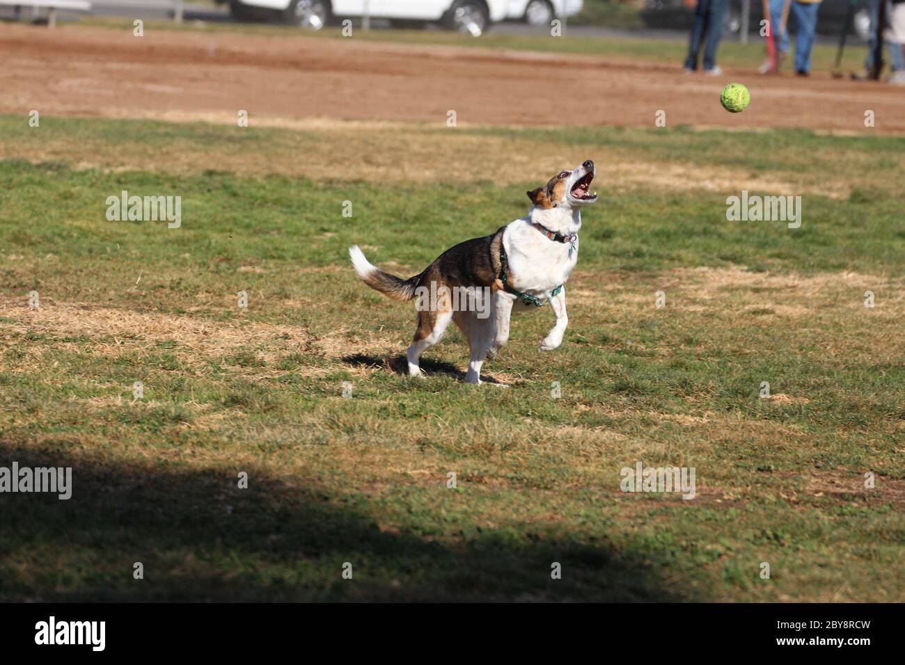 Border Collie happily catches ball with agility Stock Photo - Alamy