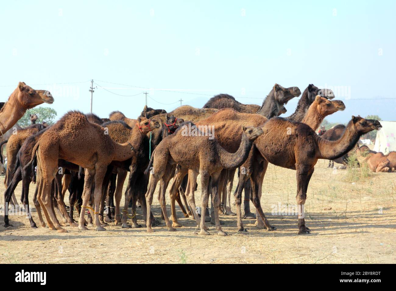 group of camels during festival in Pushkar Stock Photo - Alamy
