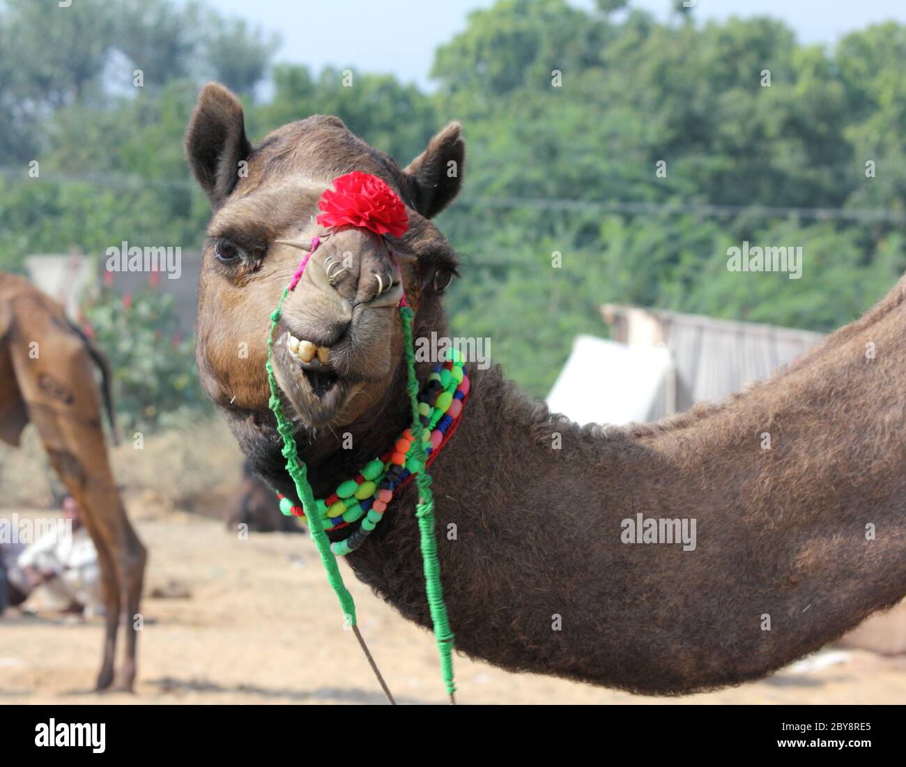 funny camel during festival in Pushkar Stock Photo - Alamy