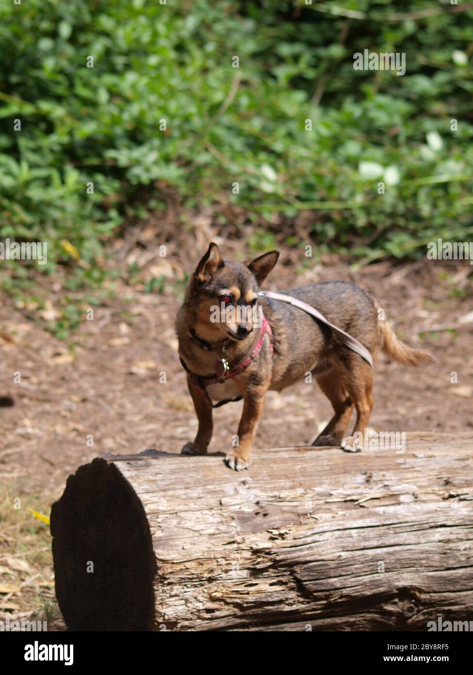 Big log hi-res stock photography and images - Alamy