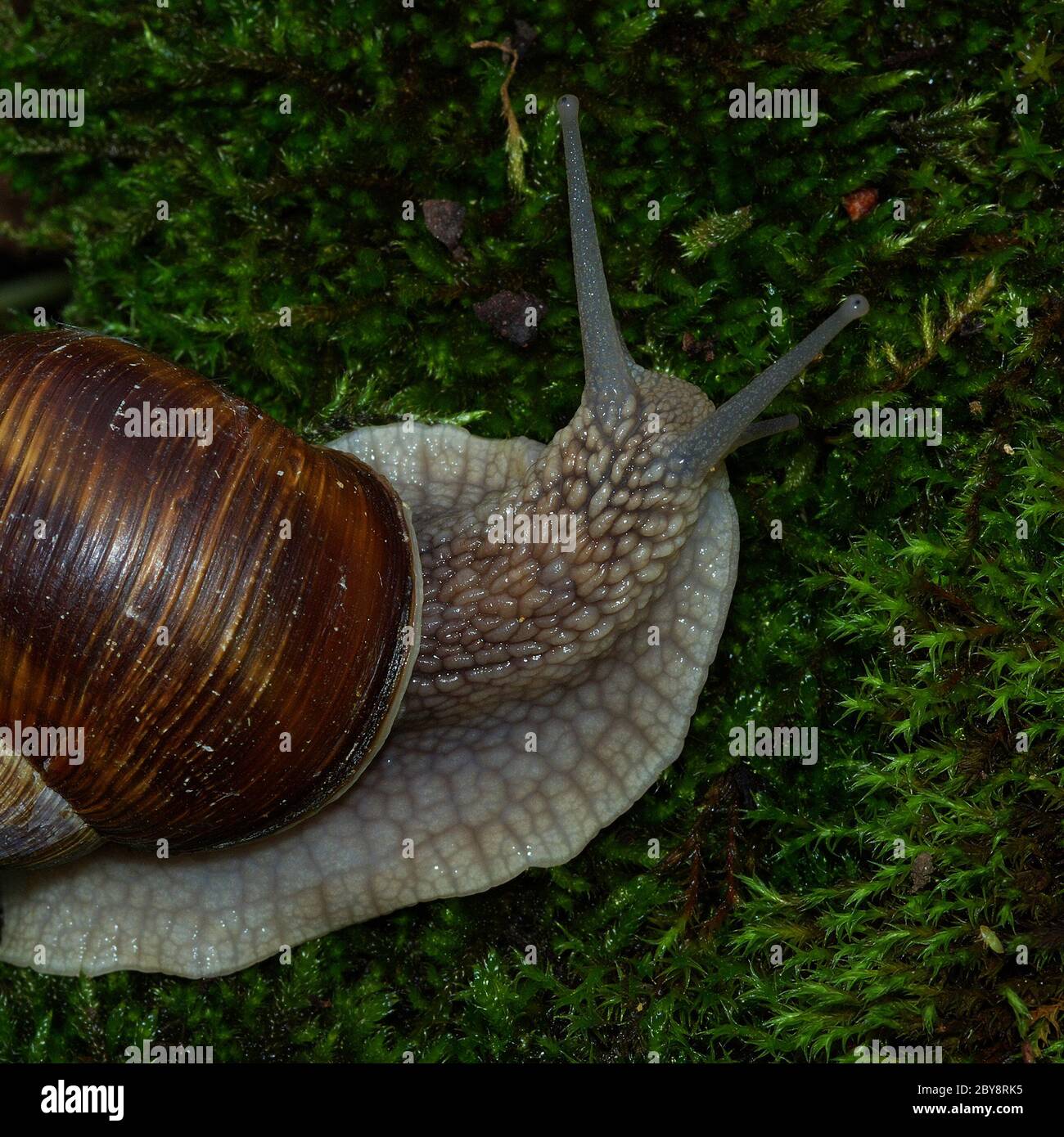 Snail on moist plant hi-res stock photography and images - Alamy