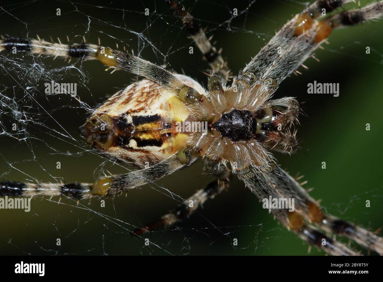 Bottom of spider hi-res stock photography and images - Alamy