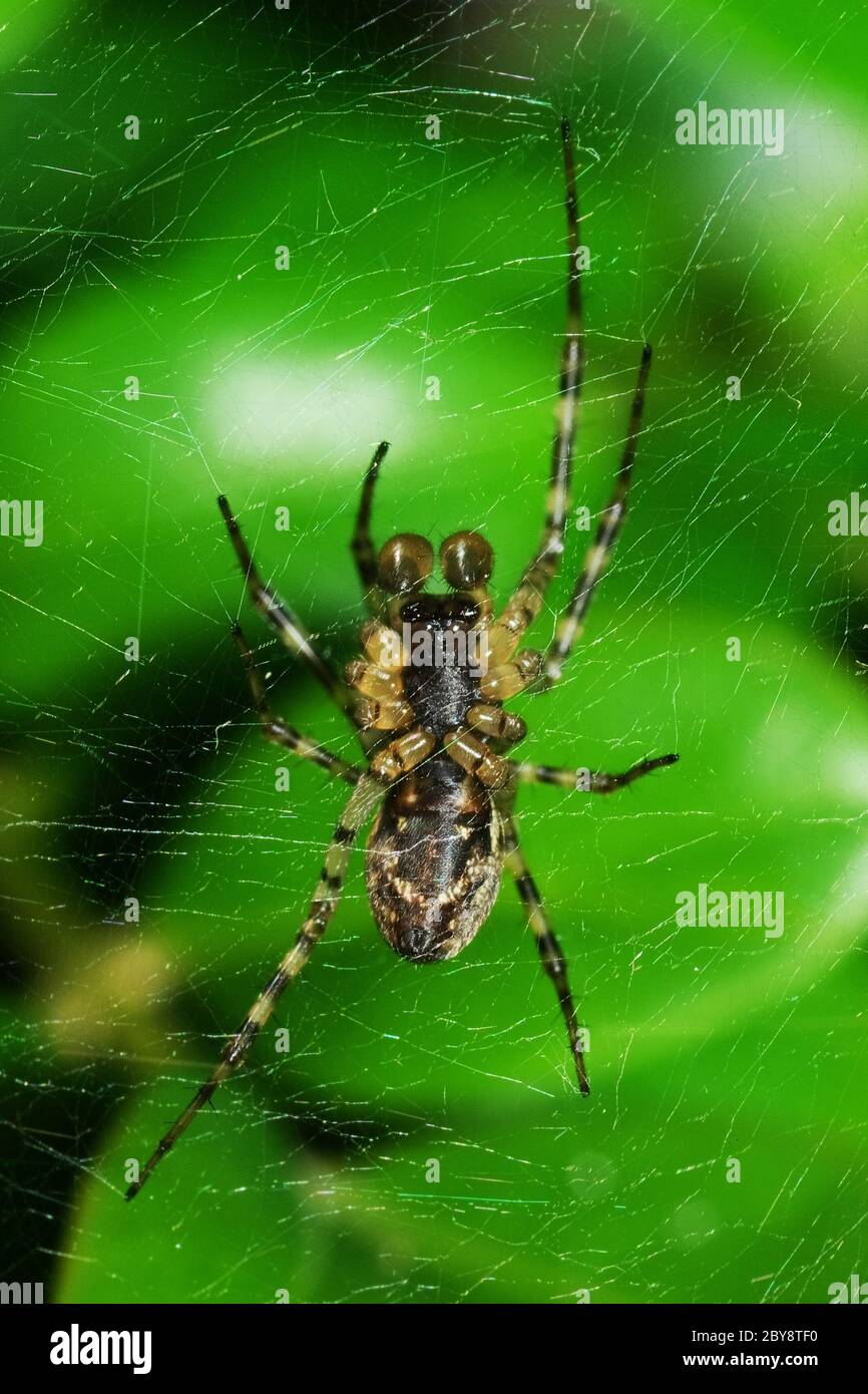 Dwarf Spider High Resolution Stock Photography and Images - Alamy
