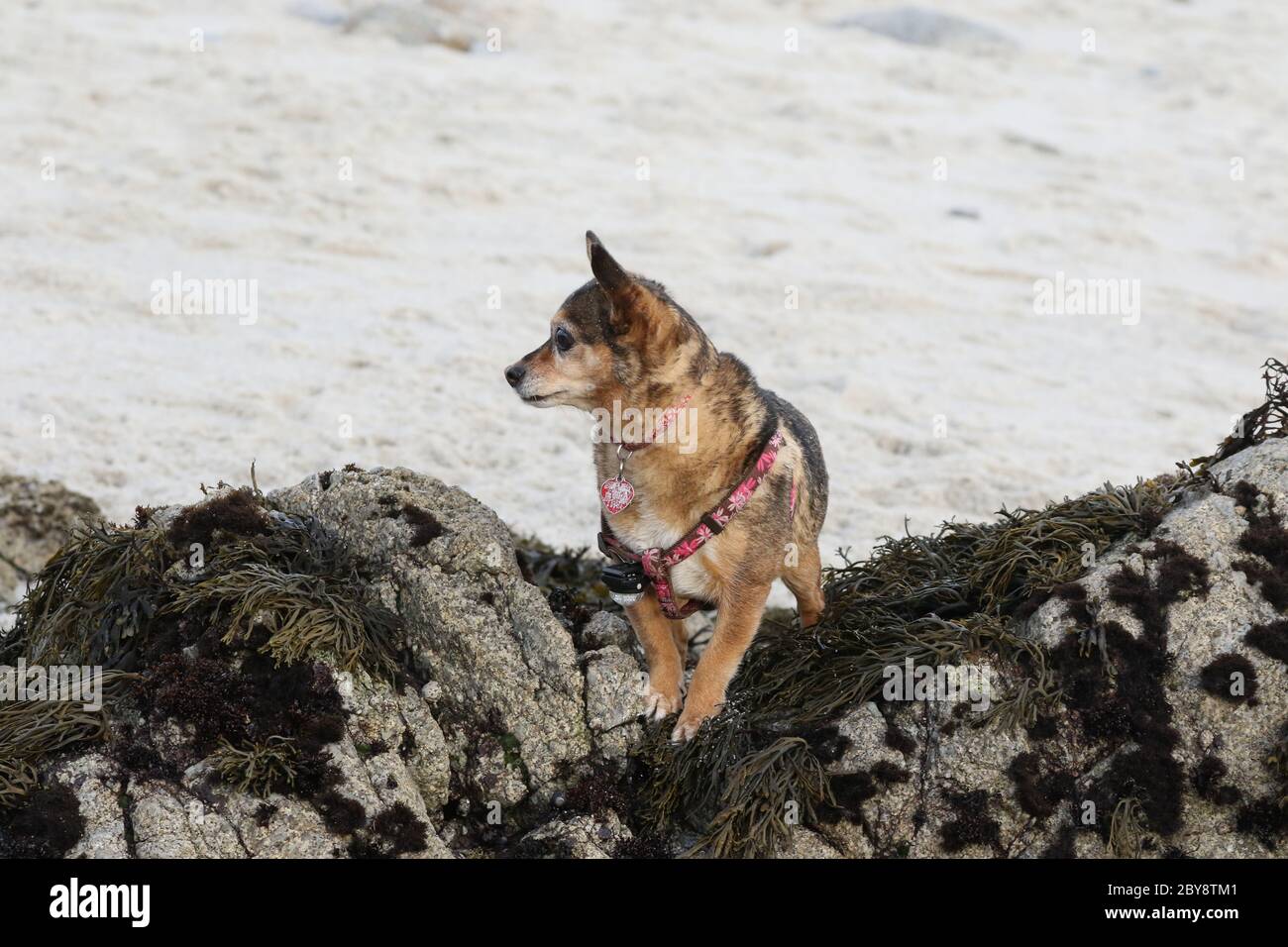 Dog looks around hi-res stock photography and images - Alamy