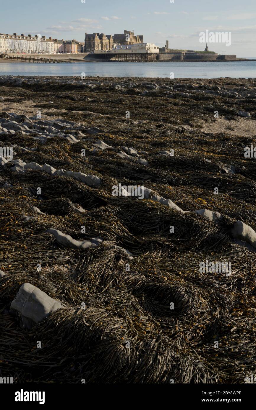 Rockpools on a beach in Aberystwyth,Ceredigion,Wales,UK Stock Photo - Alamy