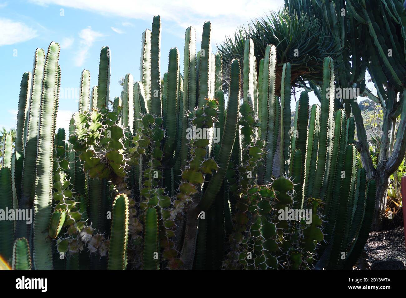 cactus plants at the canary islands Stock Photo - Alamy