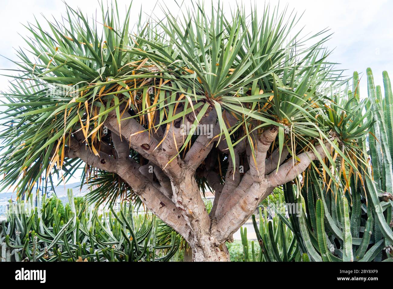 cactus plants at the canary islands Stock Photo - Alamy
