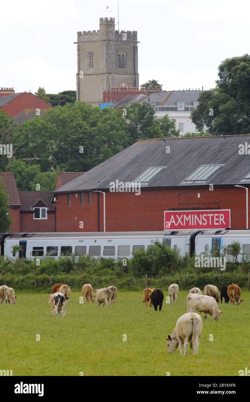 Agricultural field in town of Axminster, Devon Stock Photo - Alamy