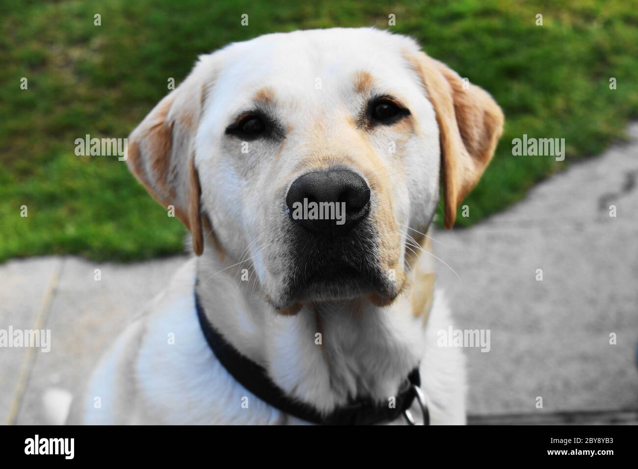 Golden retriever and black labrador hi-res stock photography and images ...