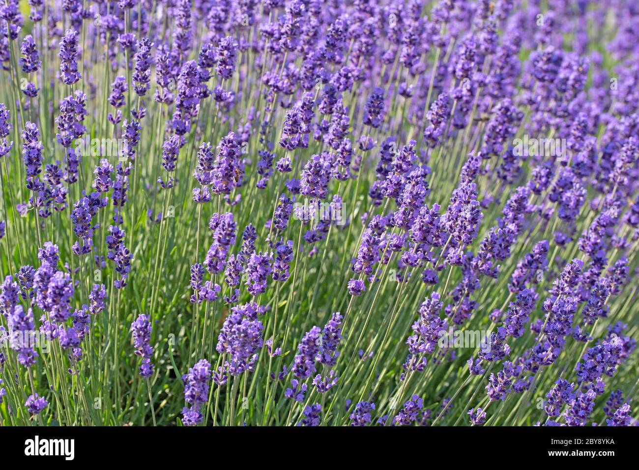 Lavender plants in early spring hi-res stock photography and images - Alamy