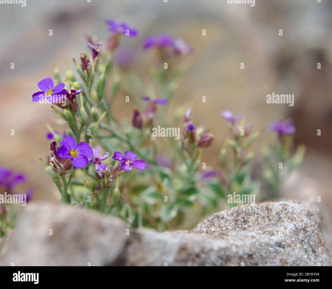 Aubrieta Deltoides Doctor Mules variegated establishing in a rockery ...