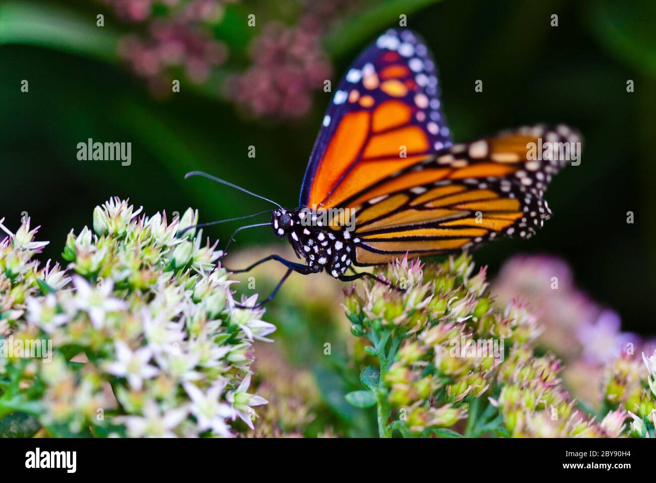 Monarch butterfly (Danaus plexippus Stock Photo - Alamy