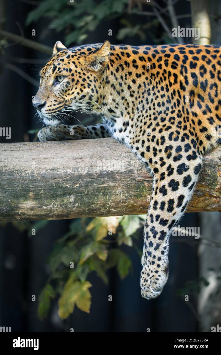 Ceylon leopard hi-res stock photography and images - Alamy