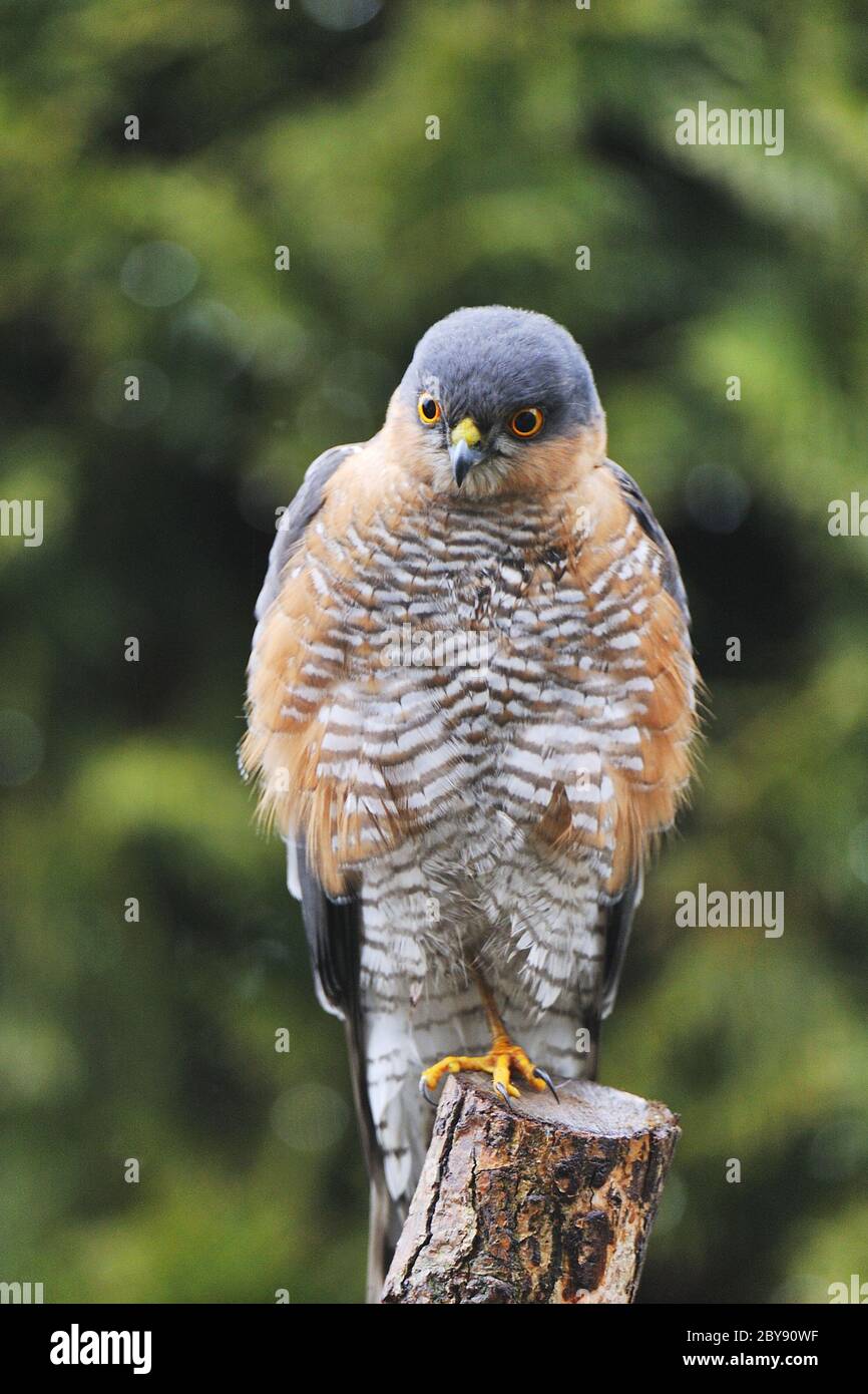 Male sparrowhawks hi-res stock photography and images - Alamy