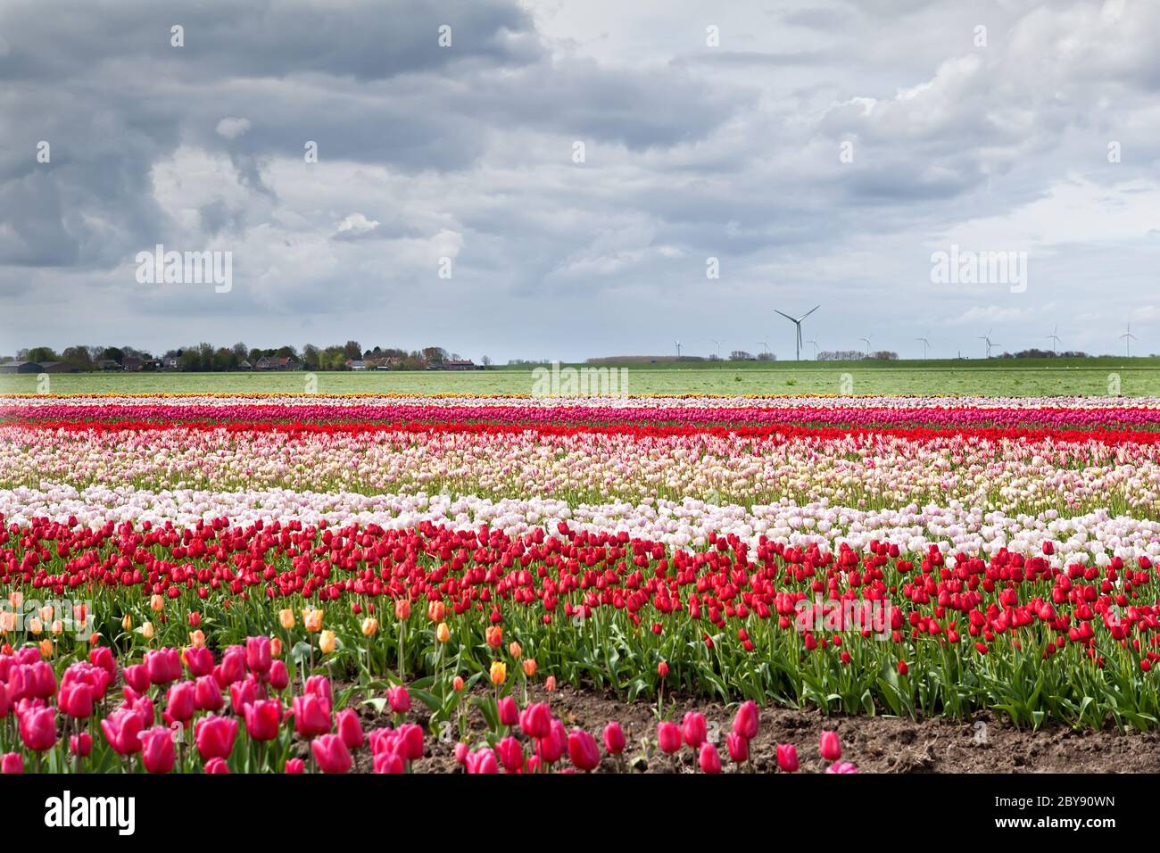 tulip fields in Dutch farm Stock Photo - Alamy