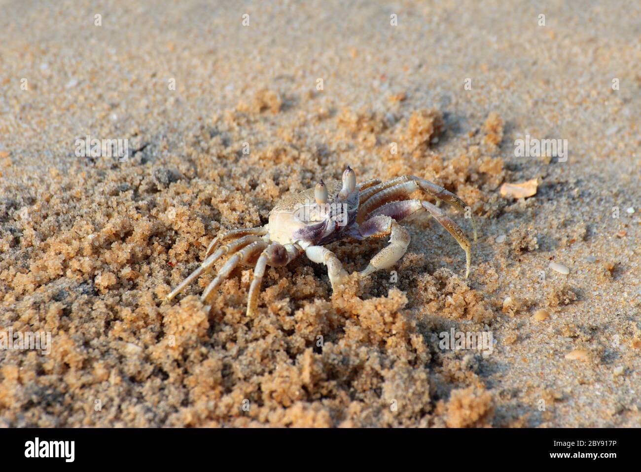 small crab on beach Stock Photo - Alamy