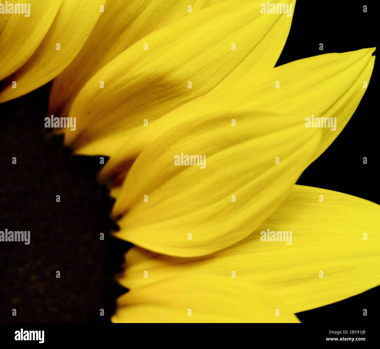 Beautiful yellow sunflower hi-res stock photography and images - Alamy