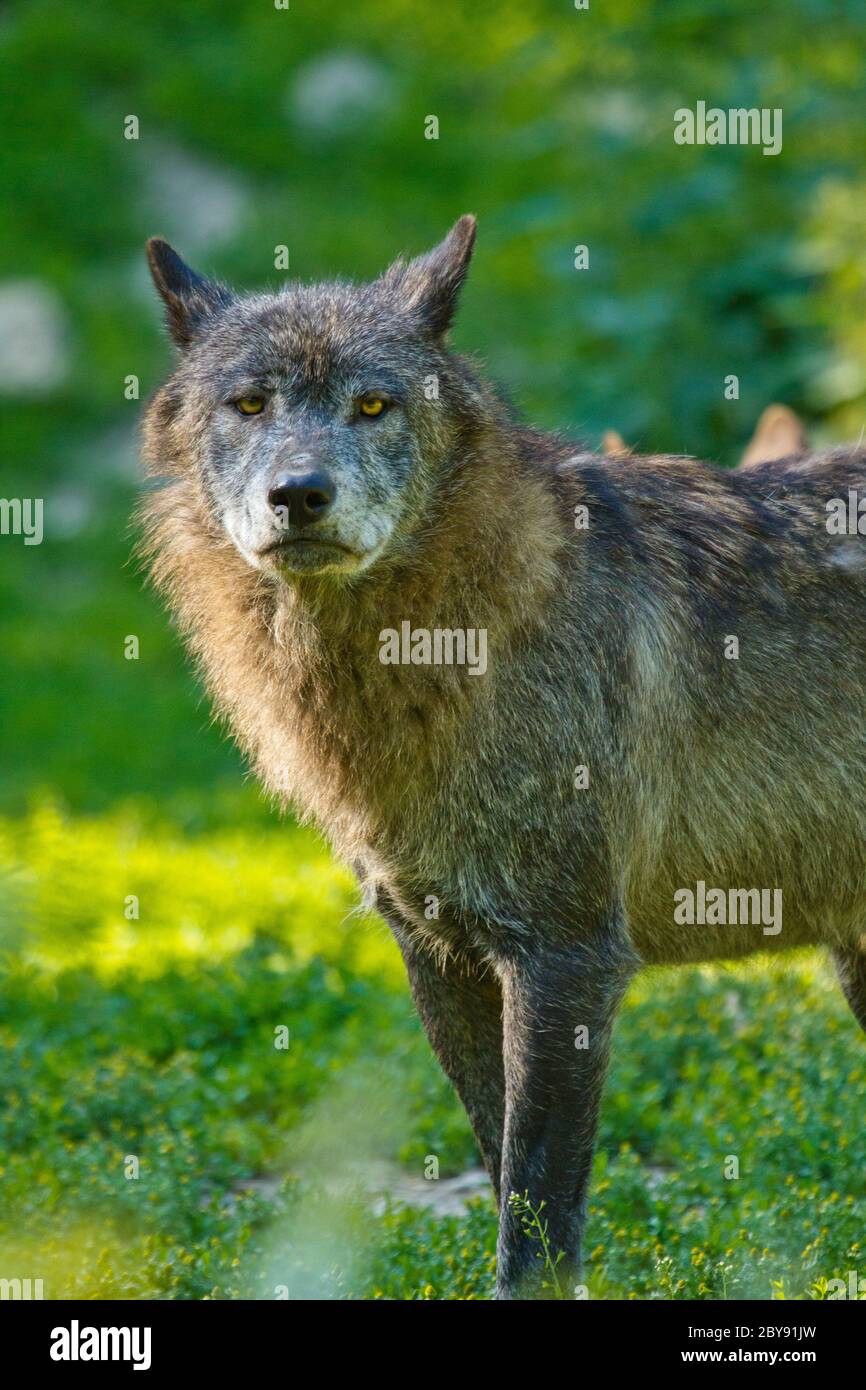 Eastern Wolf or american grey wolf (Canis lupus ly Stock Photo - Alamy