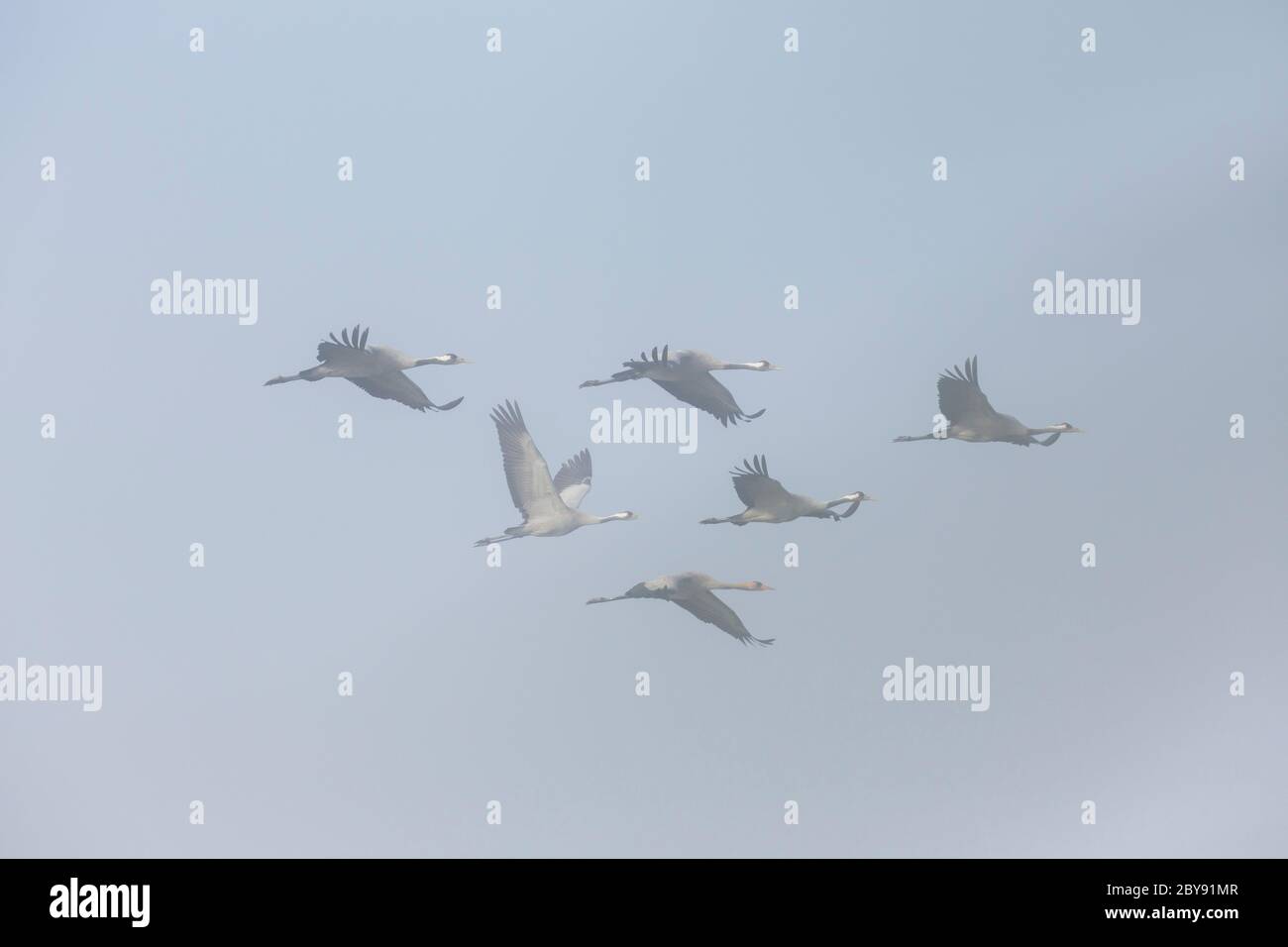 Migrating common cranes / Eurasian crane flock (Grus grus) flying ...
