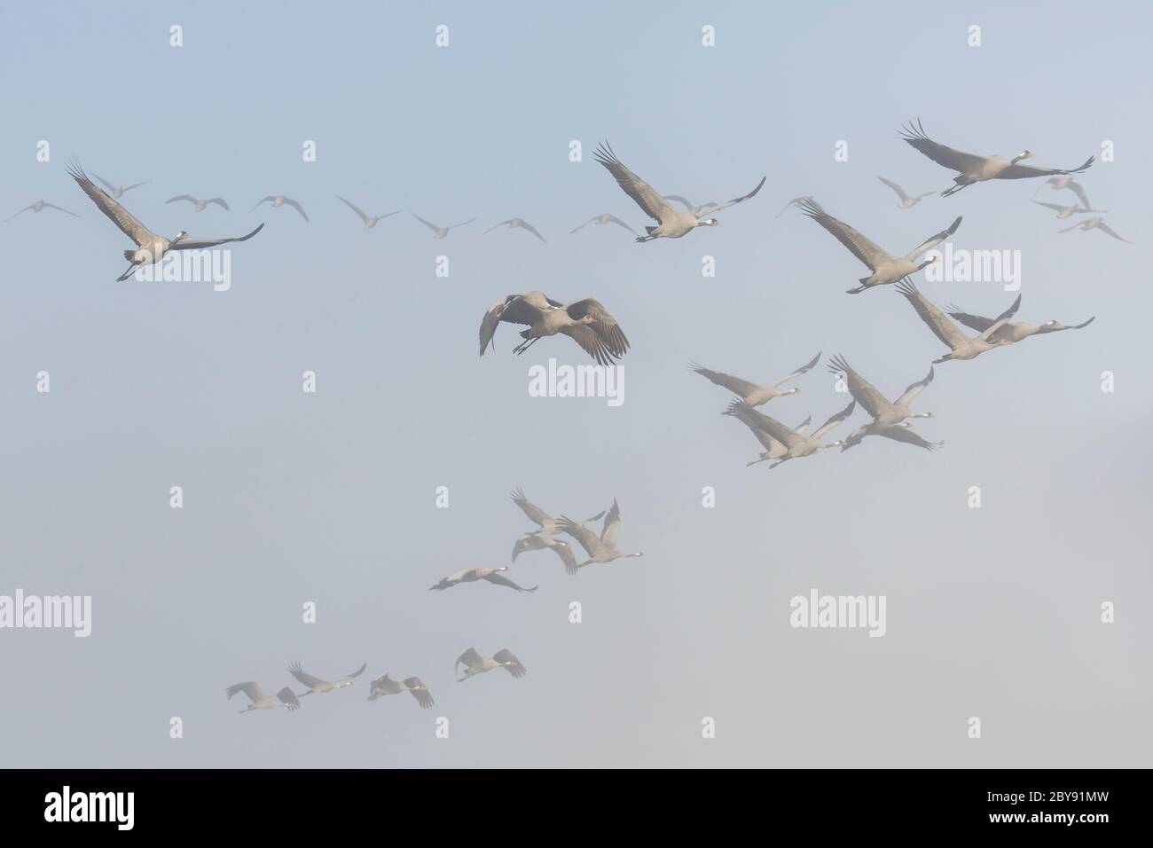 Migrating common cranes / Eurasian crane flock (Grus grus) flying ...