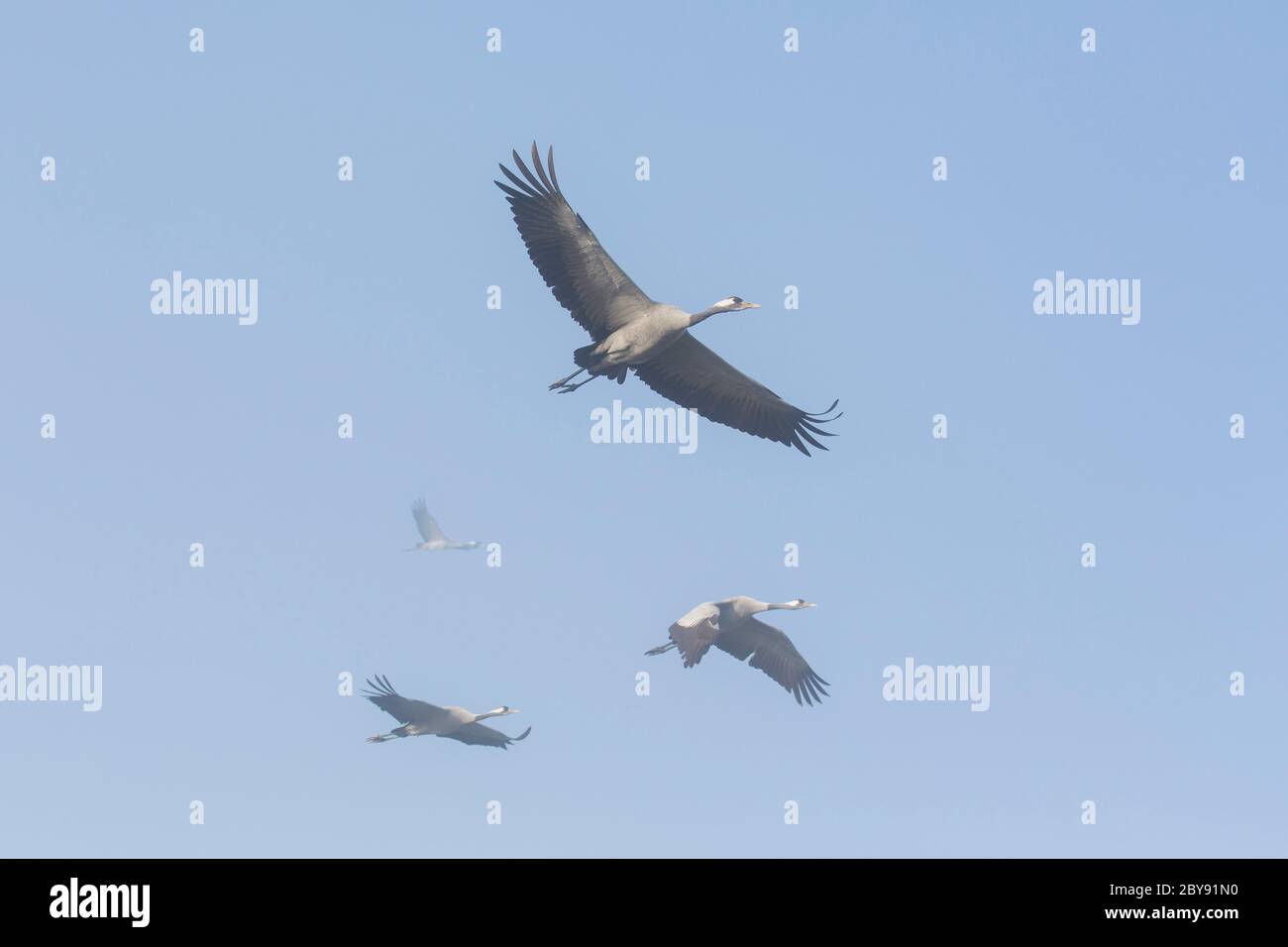 Migrating common cranes / Eurasian crane flock (Grus grus) flying ...