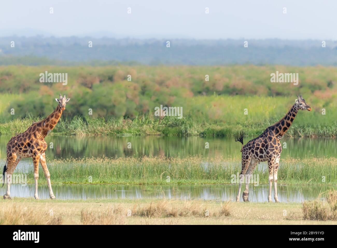 Tower of Rothschild's giraffe ( Giraffa camelopardalis rothschildi) at ...