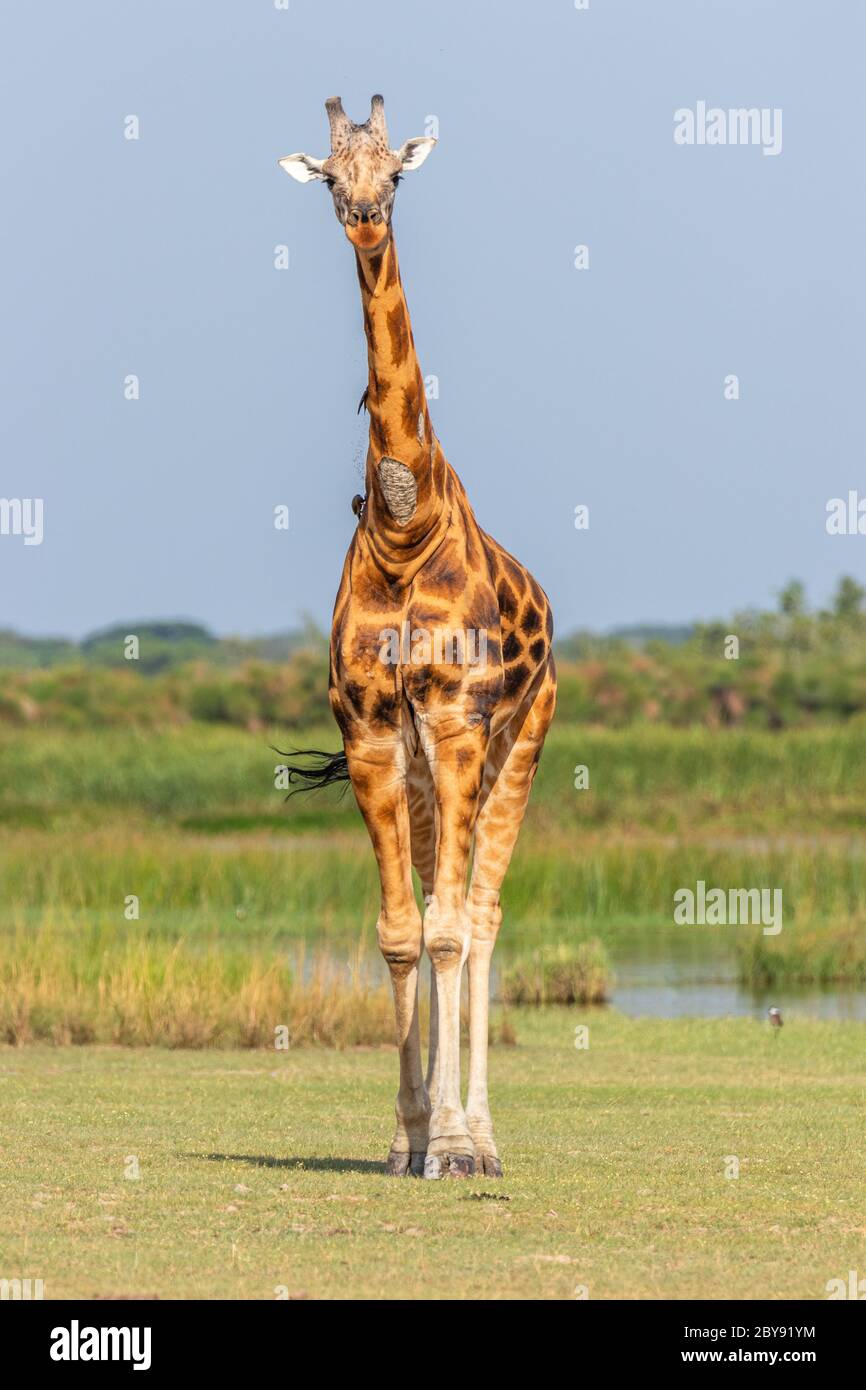 Giraffe skin disease hi-res stock photography and images - Alamy