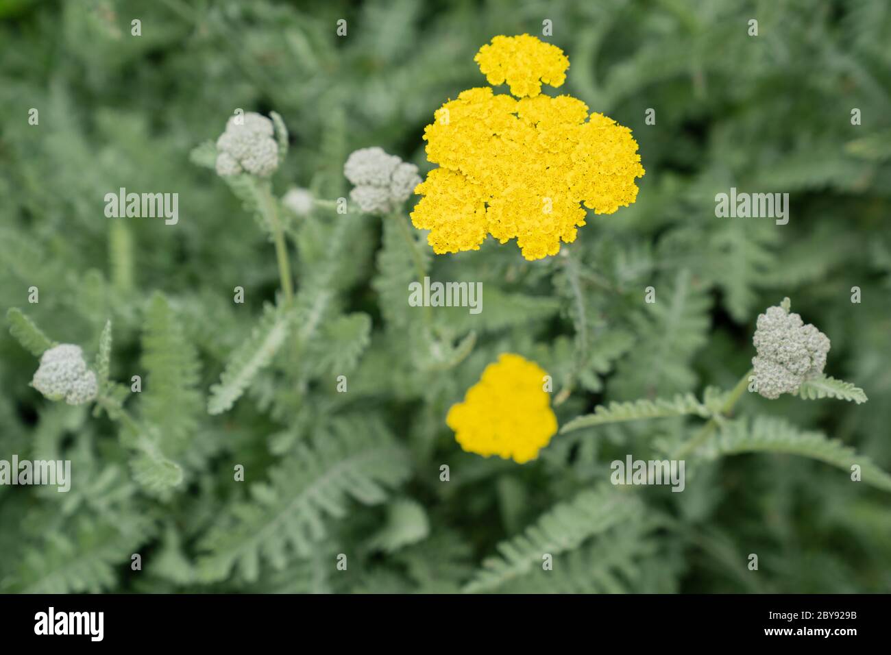 Gold Plate (Achillea filipendulina Stock Photo - Alamy