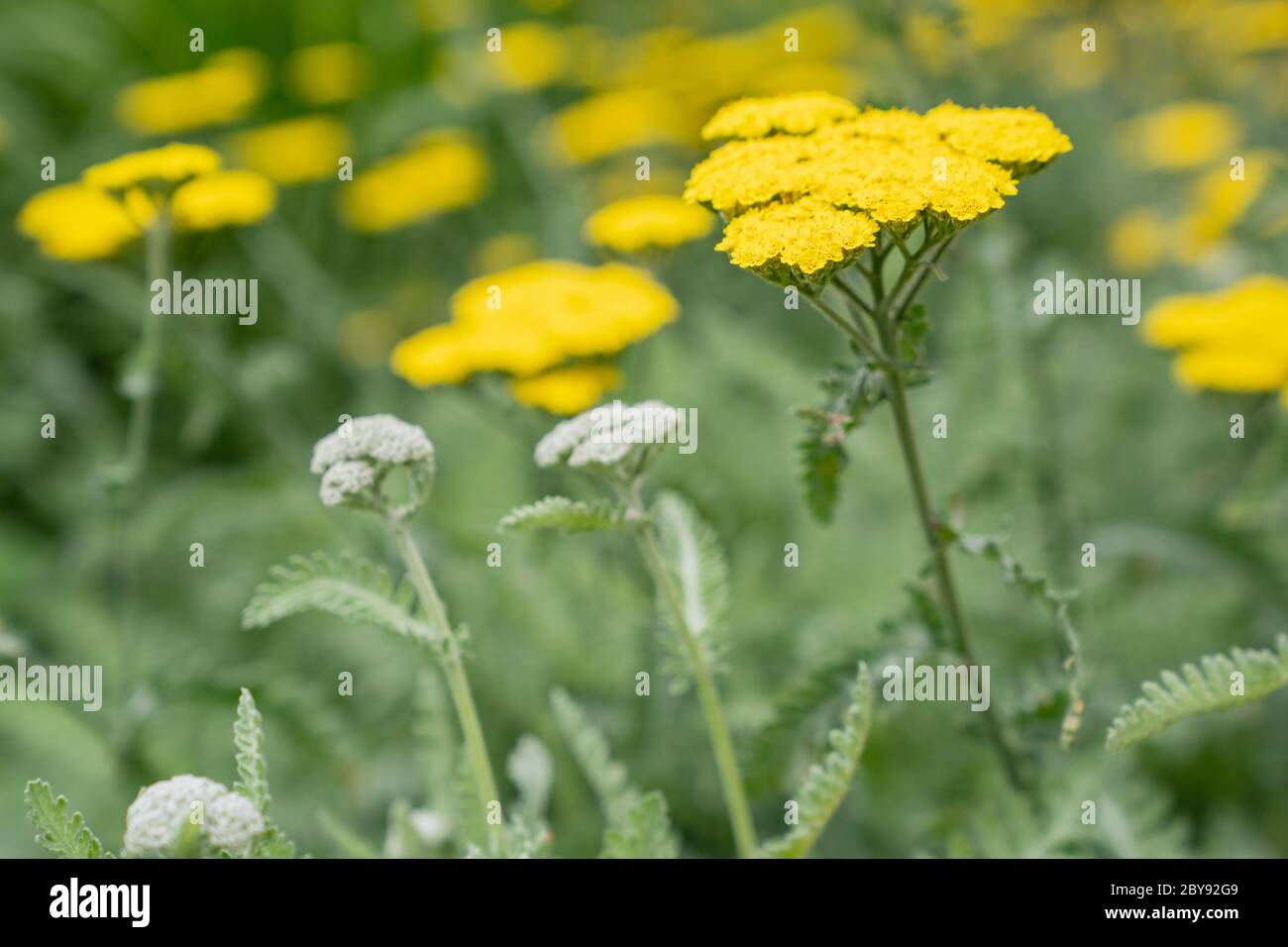Gold Plate (Achillea filipendulina Stock Photo - Alamy