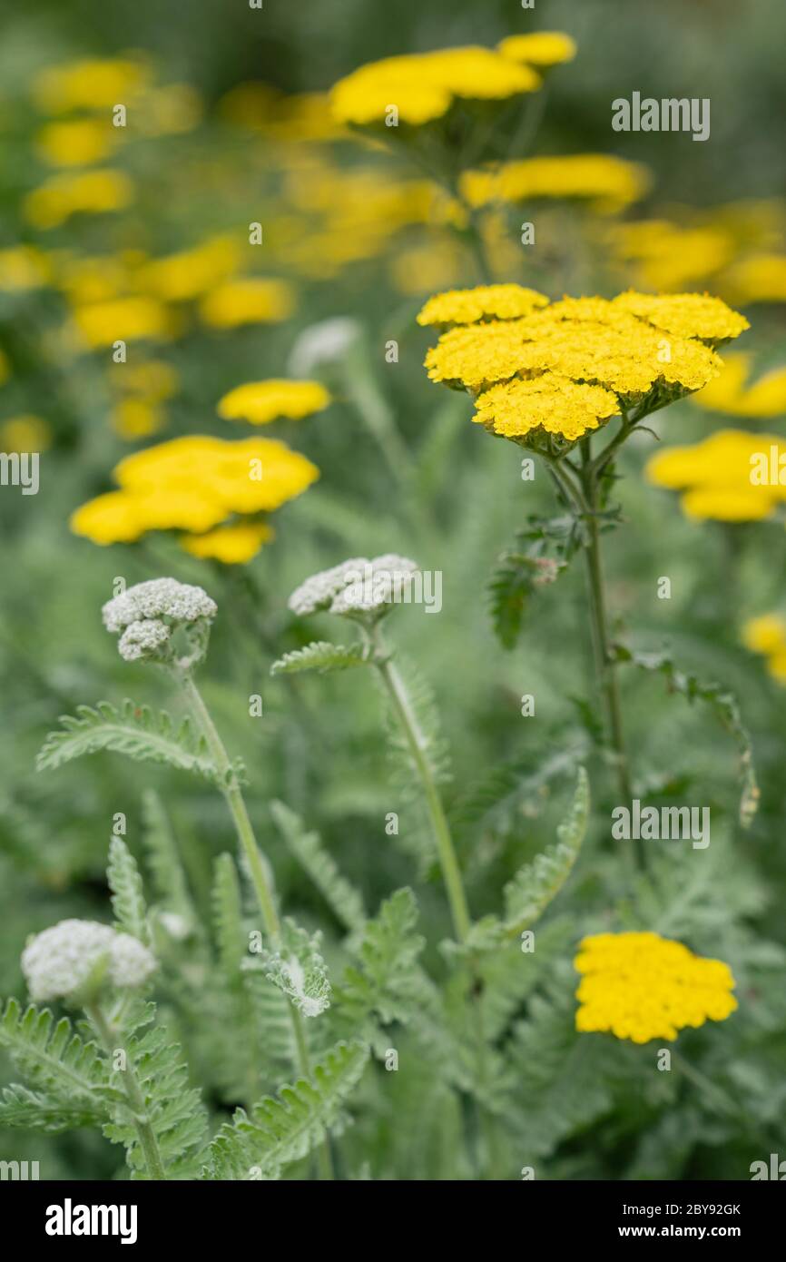 Gold Plate (Achillea filipendulina Stock Photo - Alamy