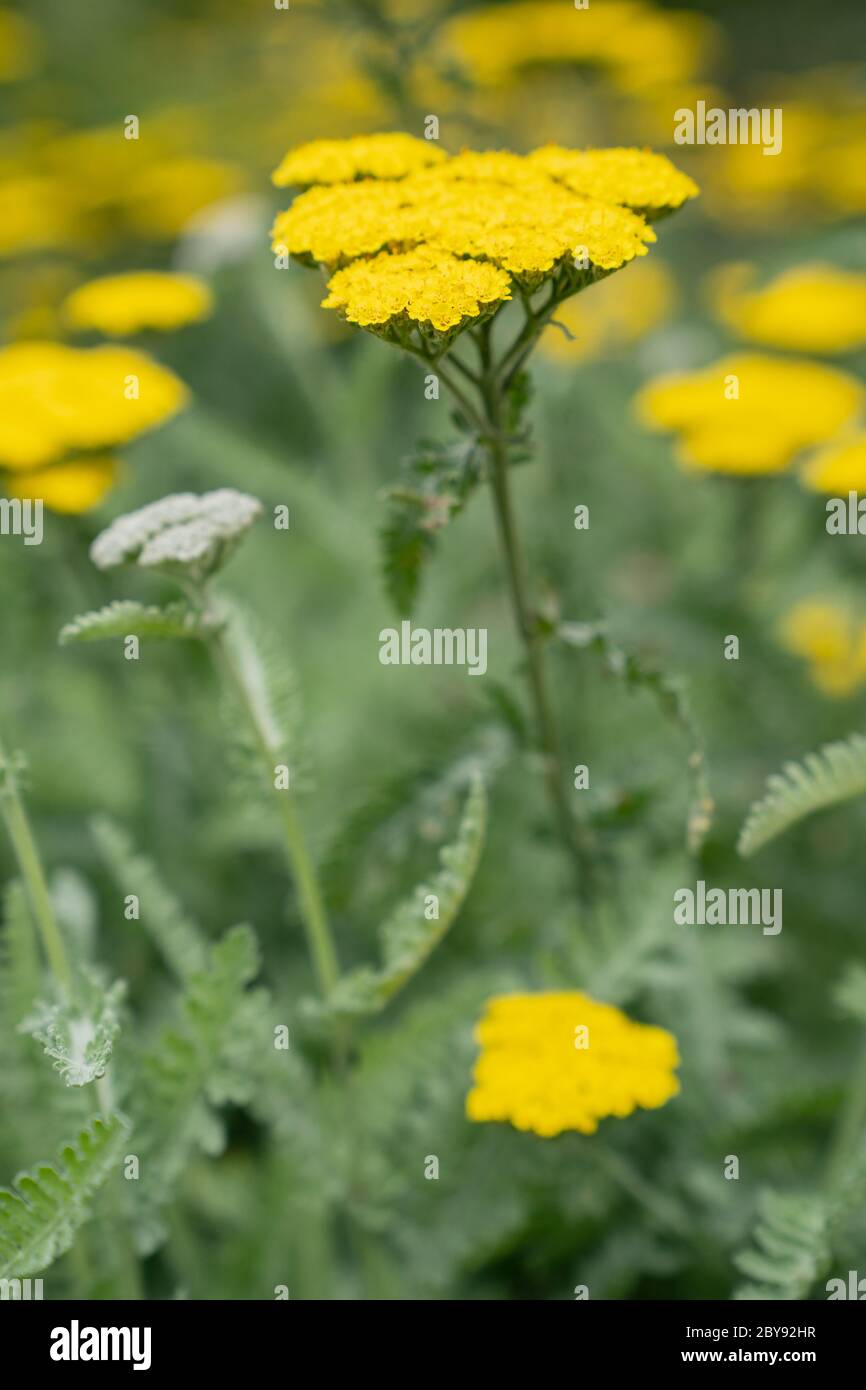 Gold Plate (Achillea filipendulina Stock Photo - Alamy