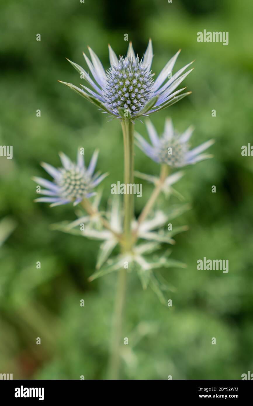 Eryngium Thistle Purple Blue High Resolution Stock Photography and ...