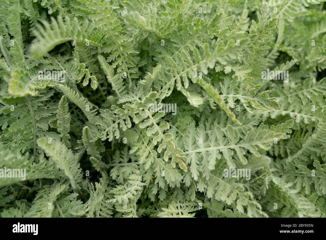 Fernleaf Yarrow (Achillea filipendulina Stock Photo - Alamy