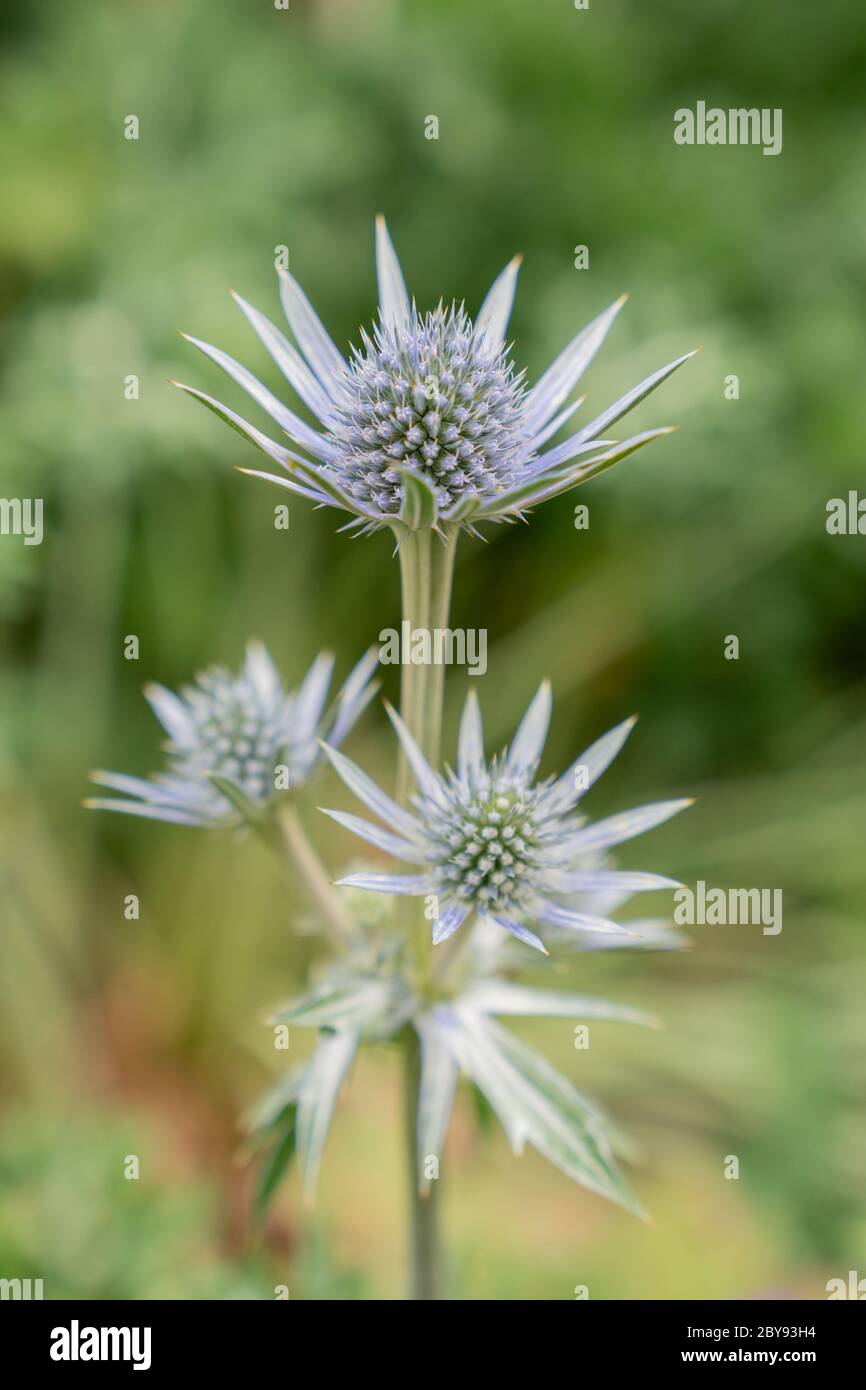 Eryngium sea holly hi-res stock photography and images - Alamy