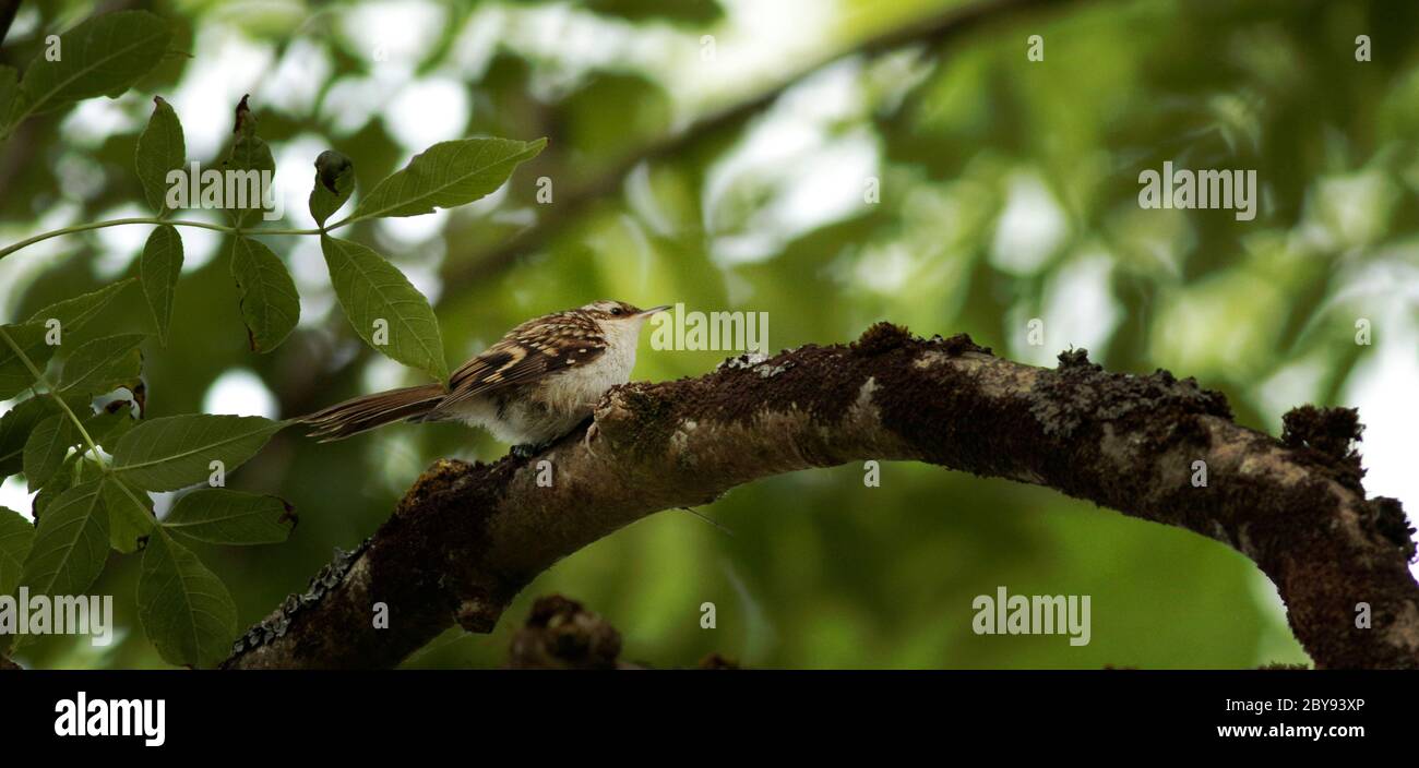 Beak anatomy hi-res stock photography and images - Alamy