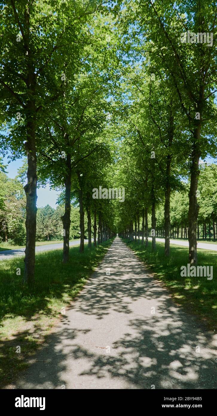 Long strict straight alleys of green trees with a gravel path that ...